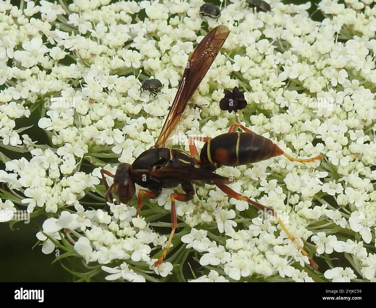 Northern Paper Wasp (Polistes fuscatus Stock Photo - Alamy