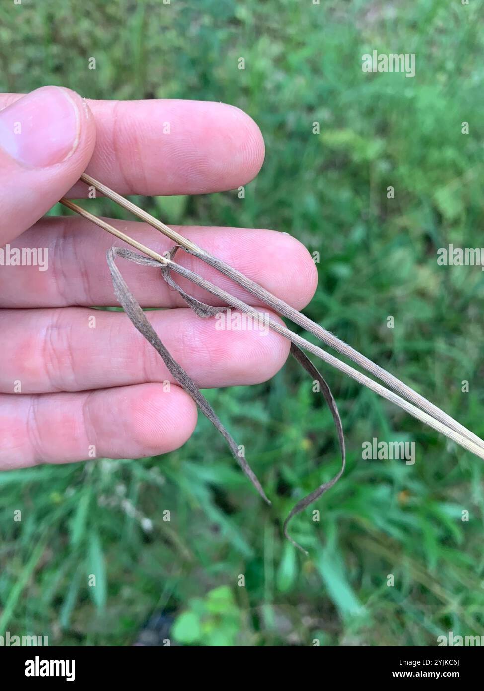 Japanese brome (Bromus japonicus Stock Photo - Alamy