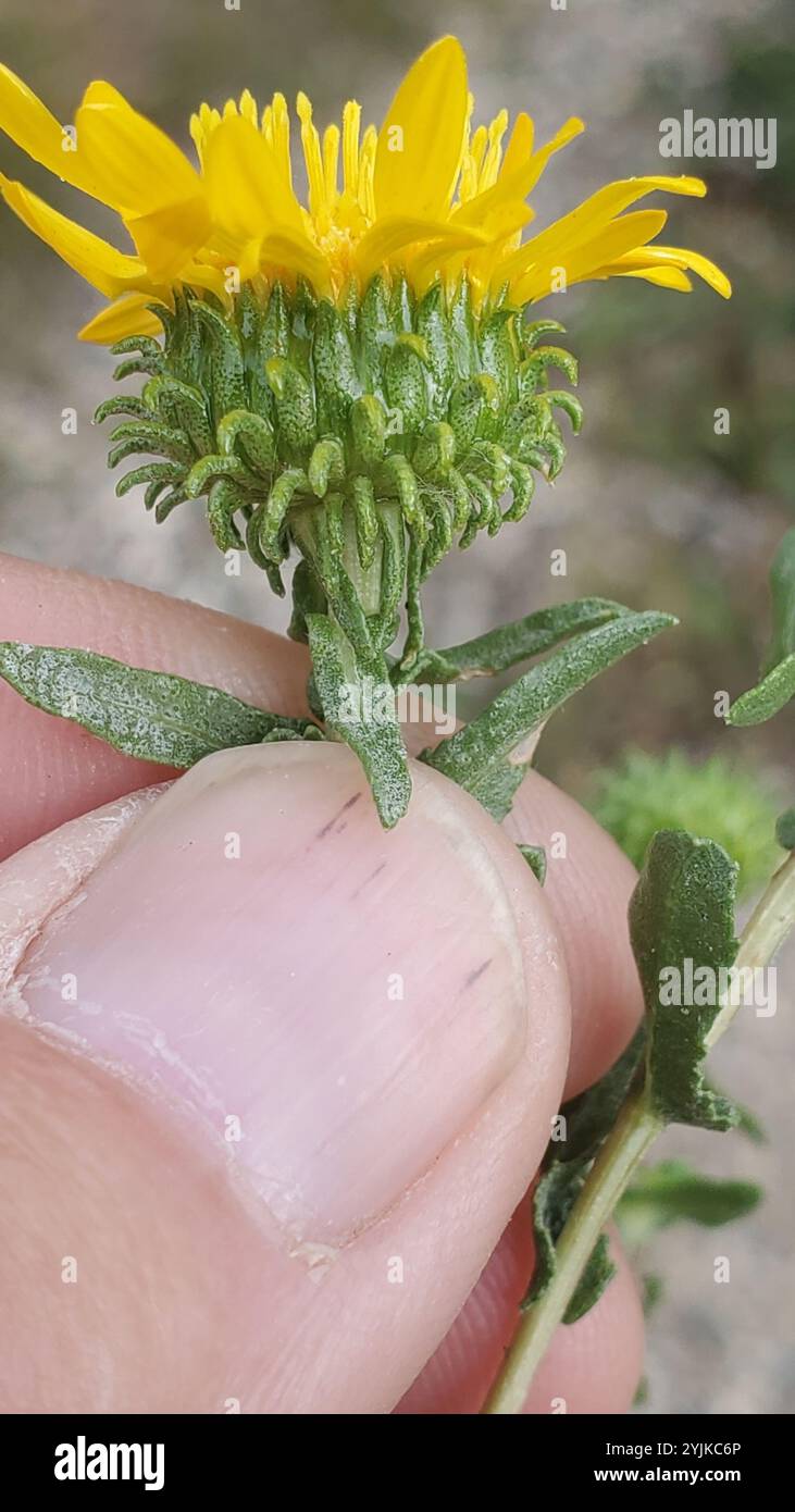 Curlycup gumweed hi-res stock photography and images - Alamy