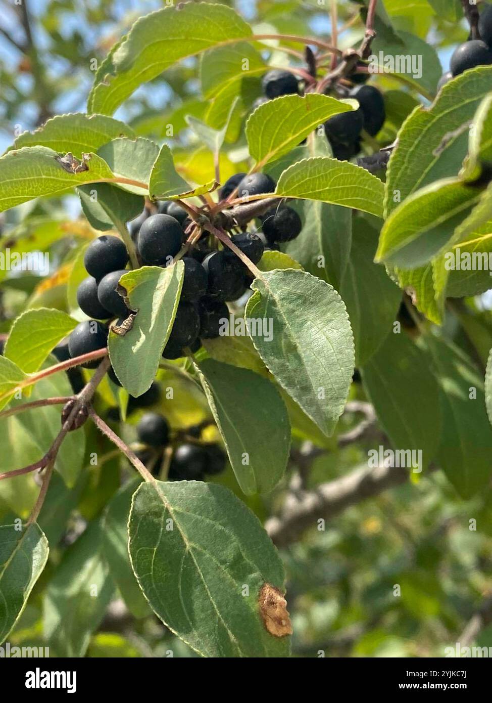 common buckthorn (Rhamnus cathartica Stock Photo - Alamy