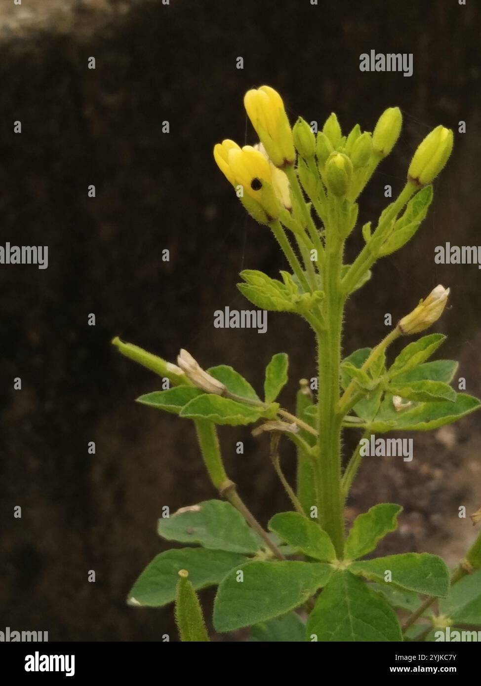 Asian spiderflower (Cleome viscosa Stock Photo - Alamy