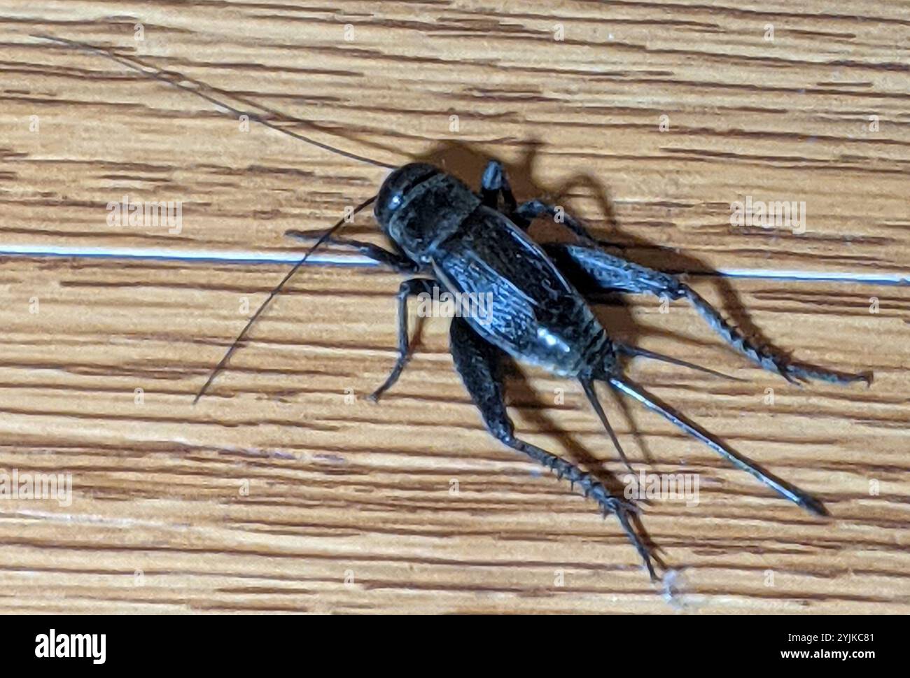Fall Field Cricket (Gryllus pennsylvanicus Stock Photo - Alamy