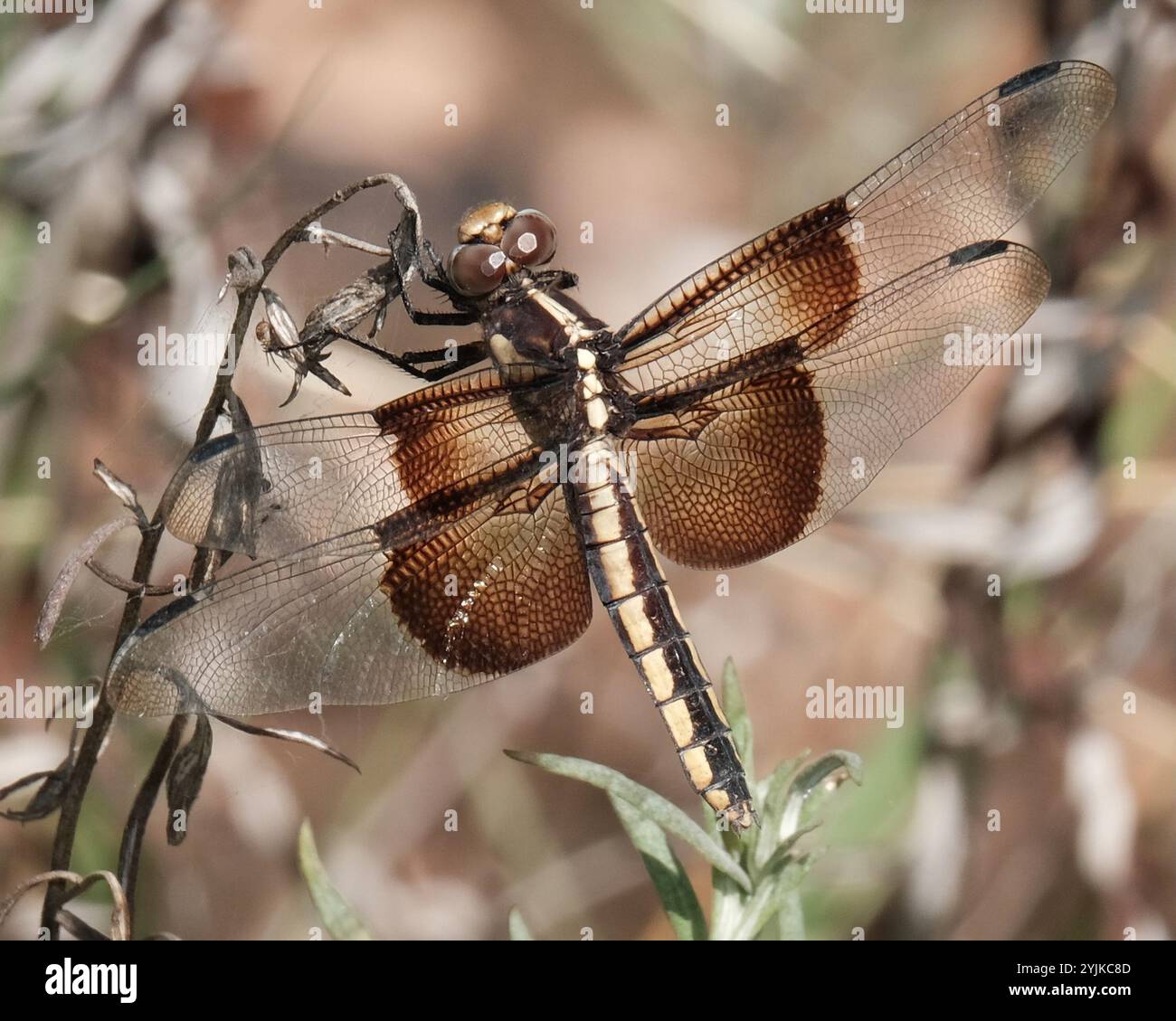 Widow Skimmer (Libellula luctuosa Stock Photo - Alamy