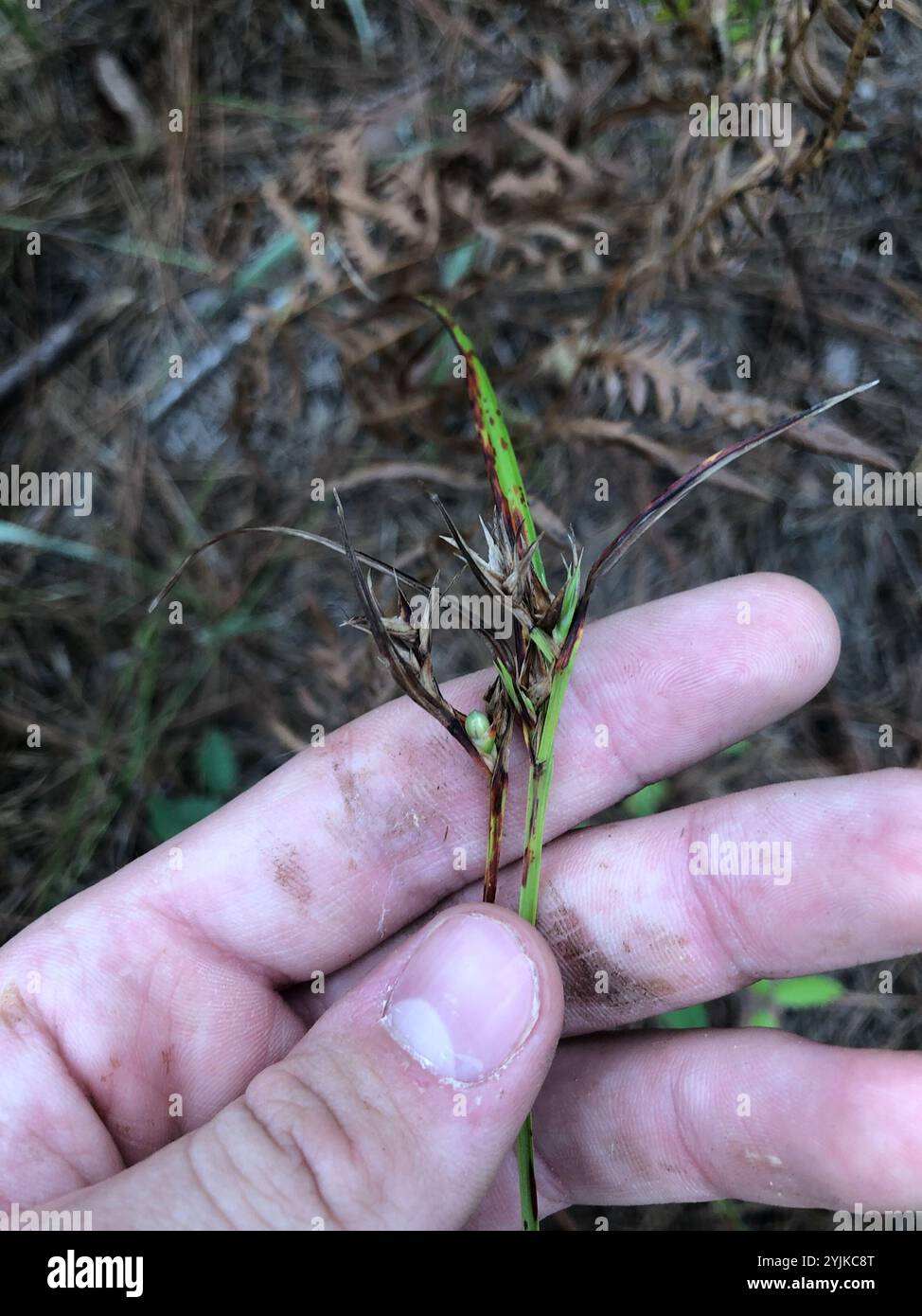 Whip Nutrush (Scleria triglomerata Stock Photo - Alamy