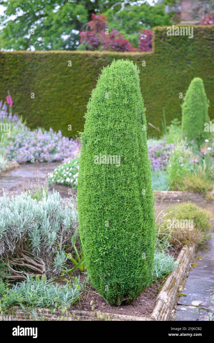 Säulen-Wacholder (Juniperus communis 'Sentinel'), columnar juniper ...
