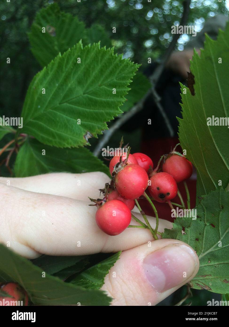 Large-thorn hawthorn (Crataegus macracantha Stock Photo - Alamy