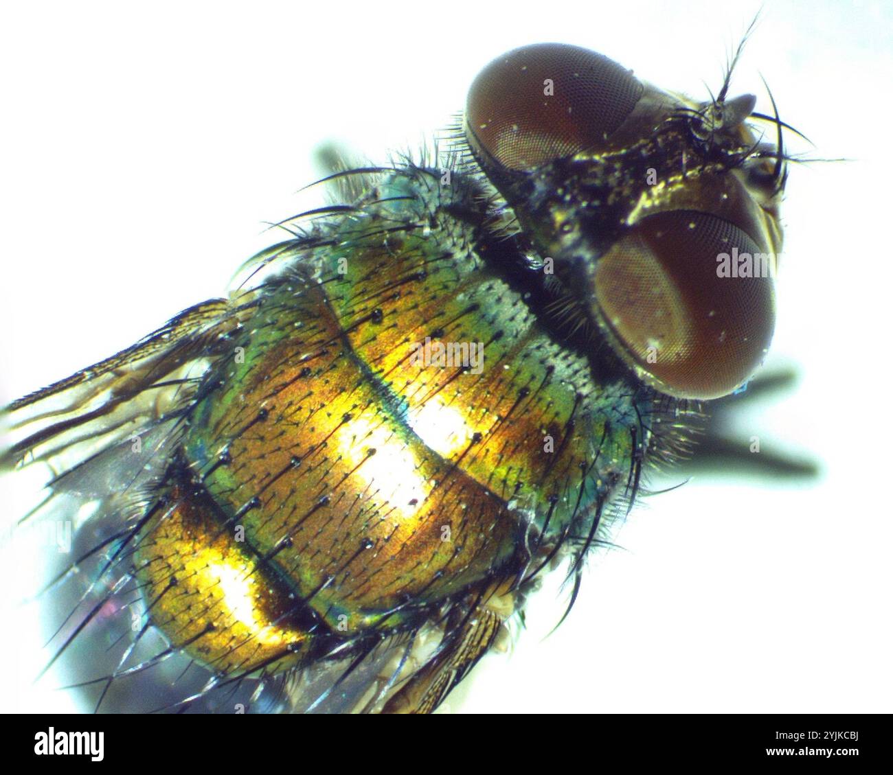 Lucilia cuprina hi-res stock photography and images - Alamy