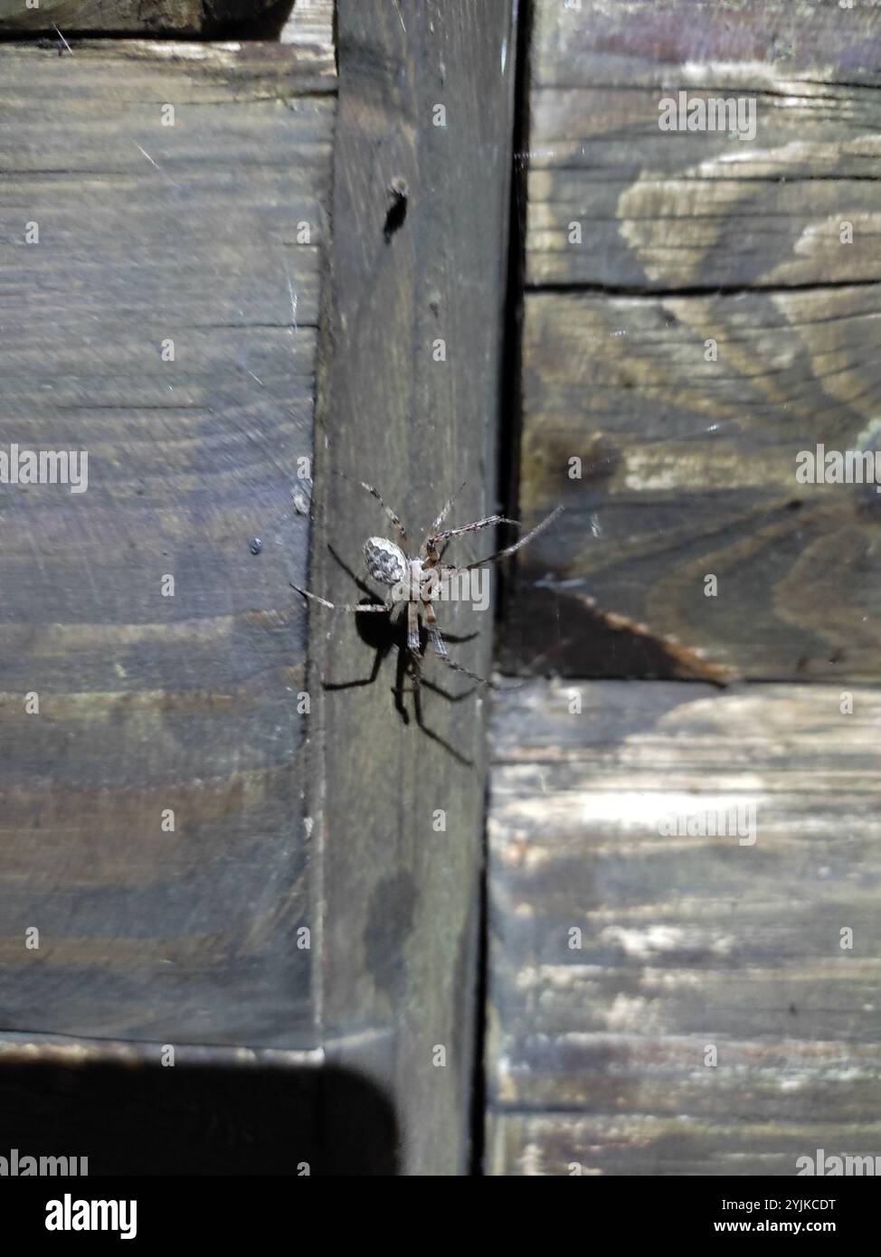 Furrow Spiders (Larinioides Stock Photo - Alamy