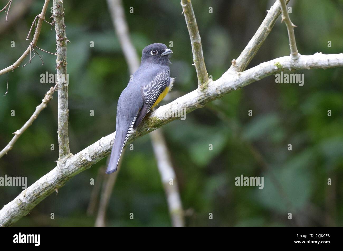 Gartered trogon trogon caligatus hi-res stock photography and images ...
