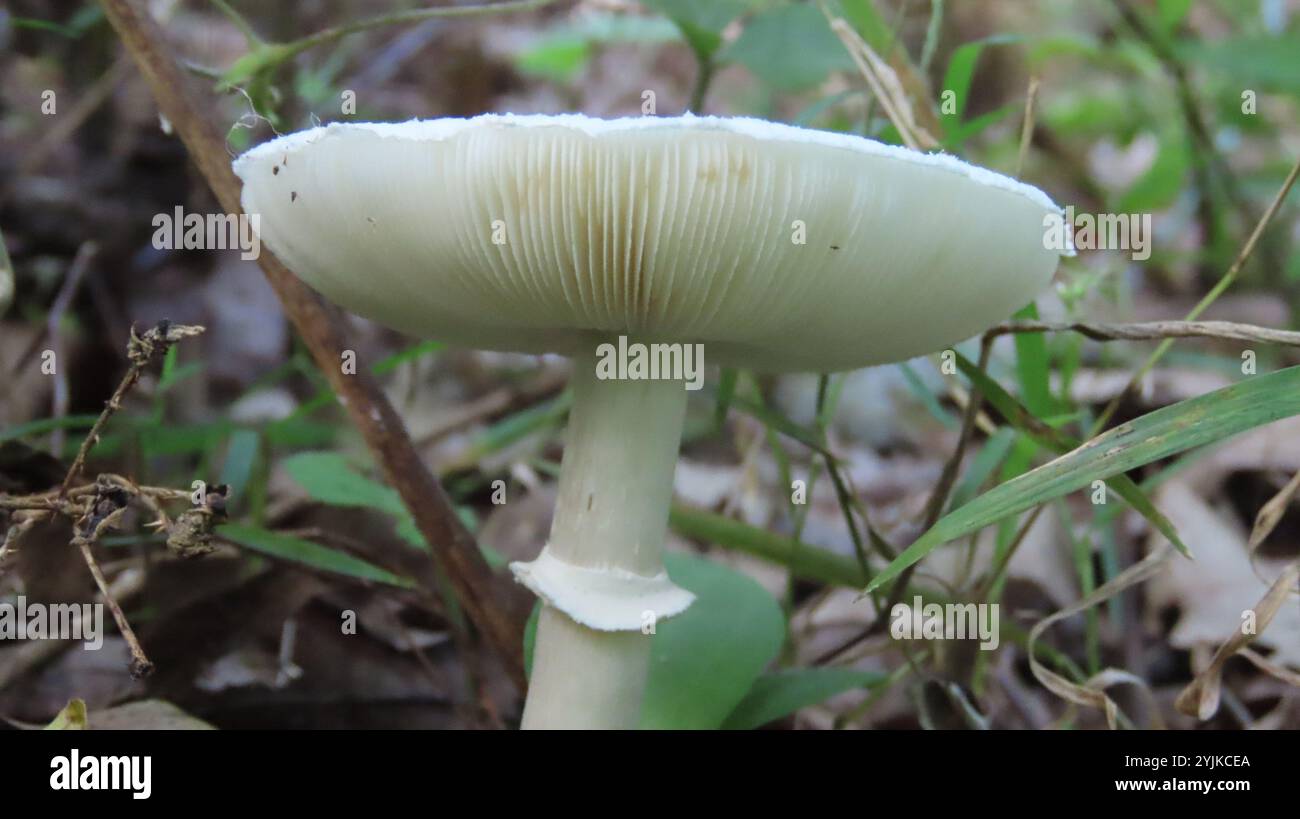 Eastern North American Destroying Angel (Amanita bisporigera Stock ...