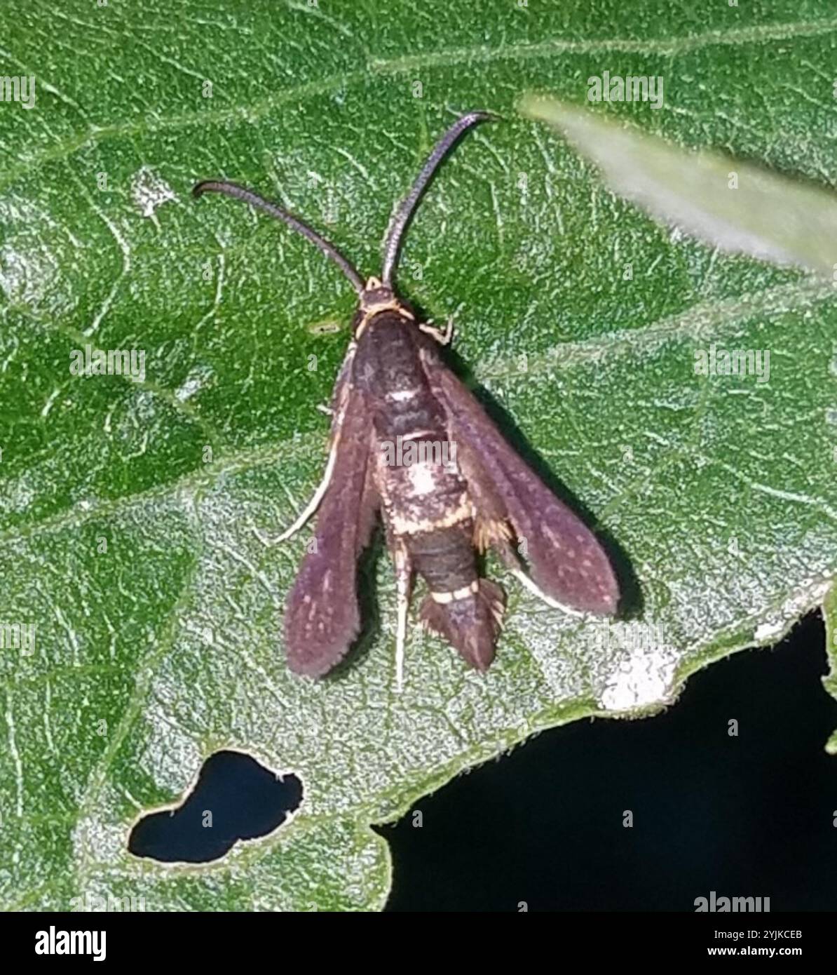Boneset Borer Moth (Carmenta pyralidiformis Stock Photo - Alamy