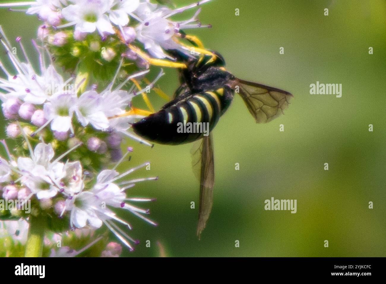 Four-banded Stink Bug Wasp (Bicyrtes quadrifasciatus Stock Photo - Alamy