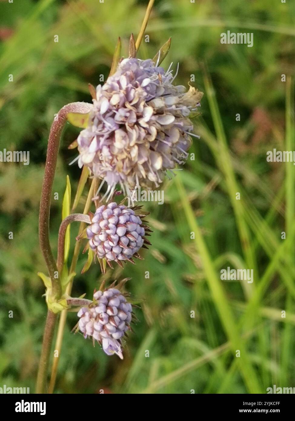 Devil's-bit Scabious (Succisa pratensis Stock Photo - Alamy