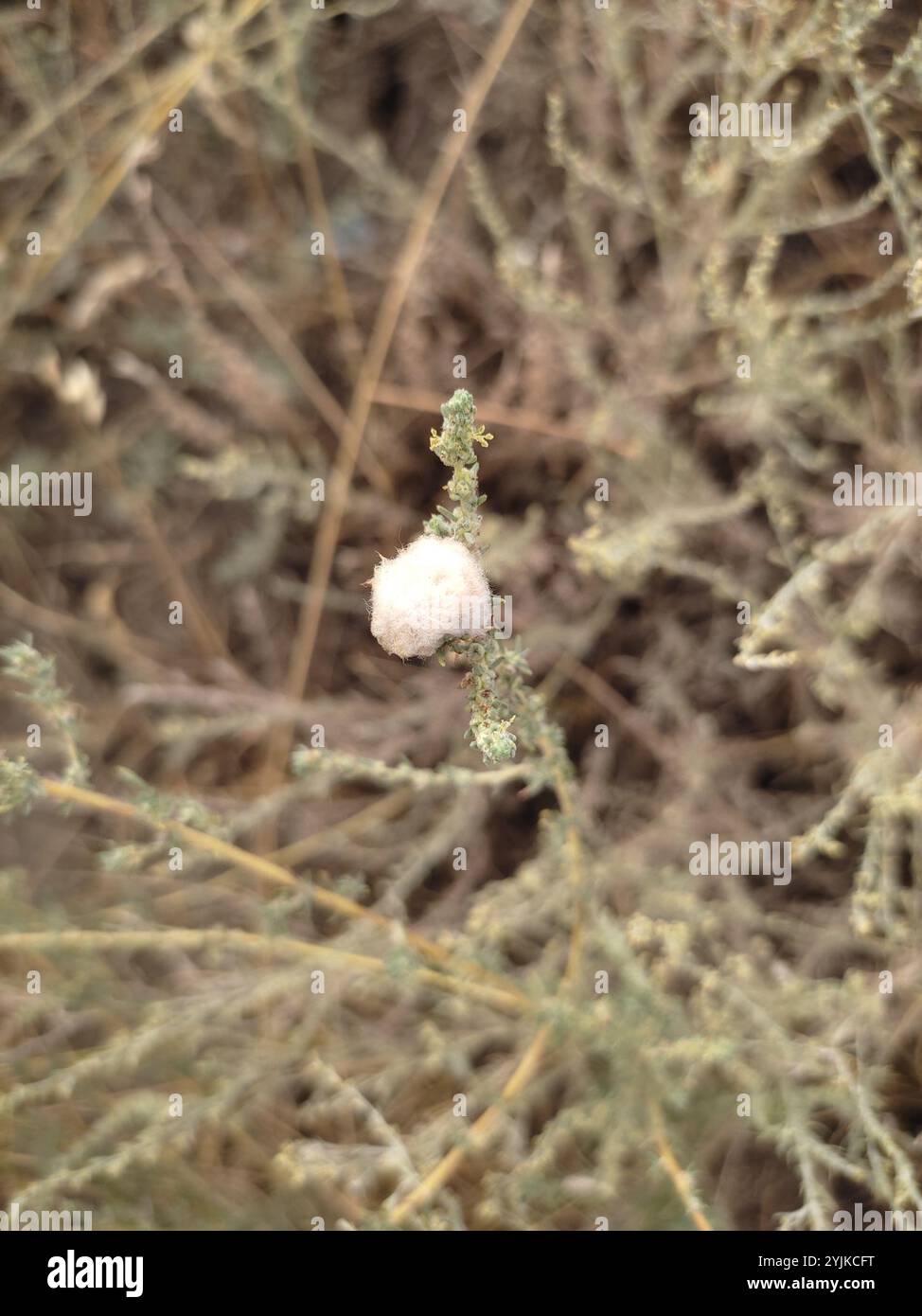 Forage Kochia (Bassia prostrata Stock Photo - Alamy
