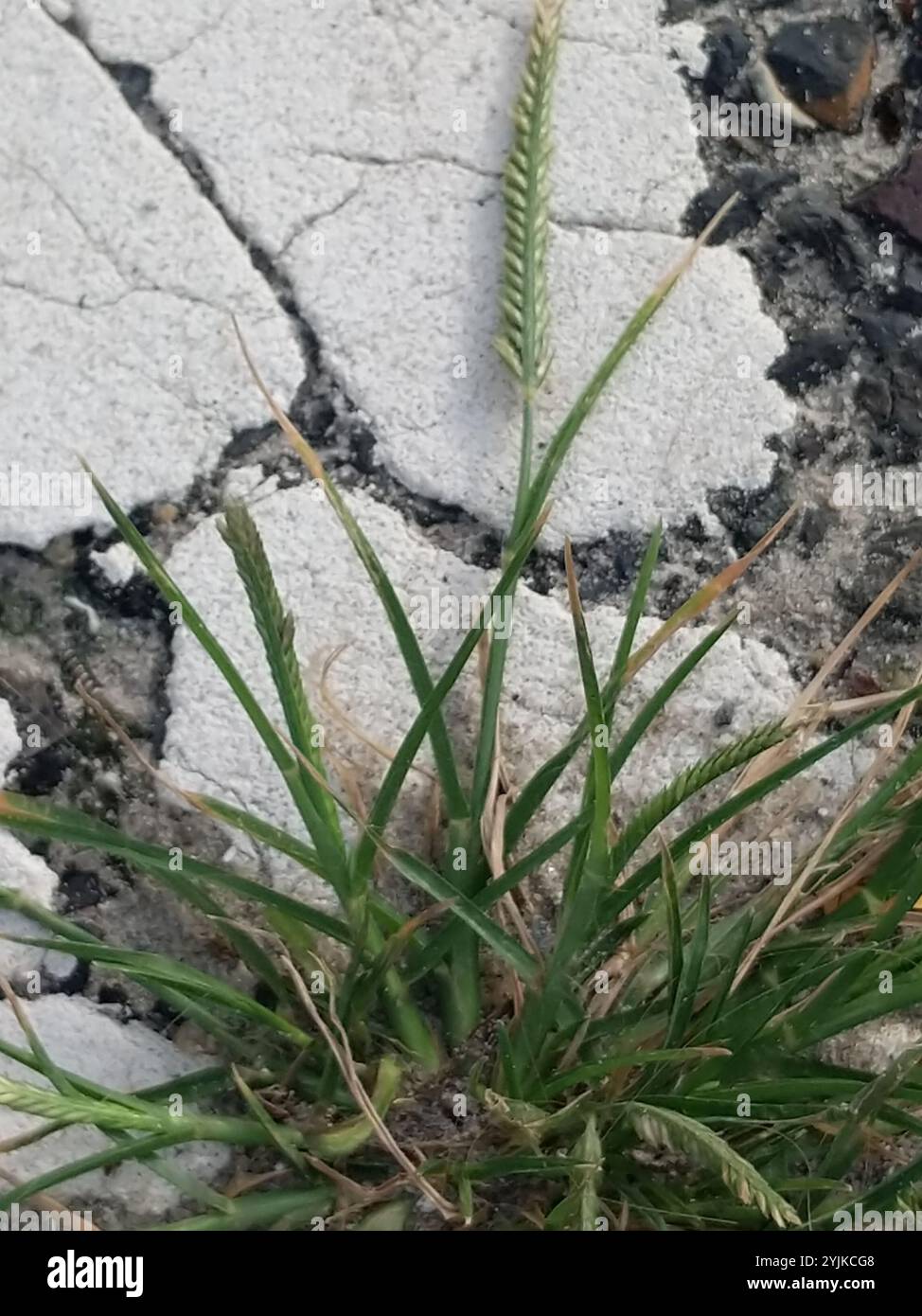 Goose Grass (Eleusine indica Stock Photo - Alamy