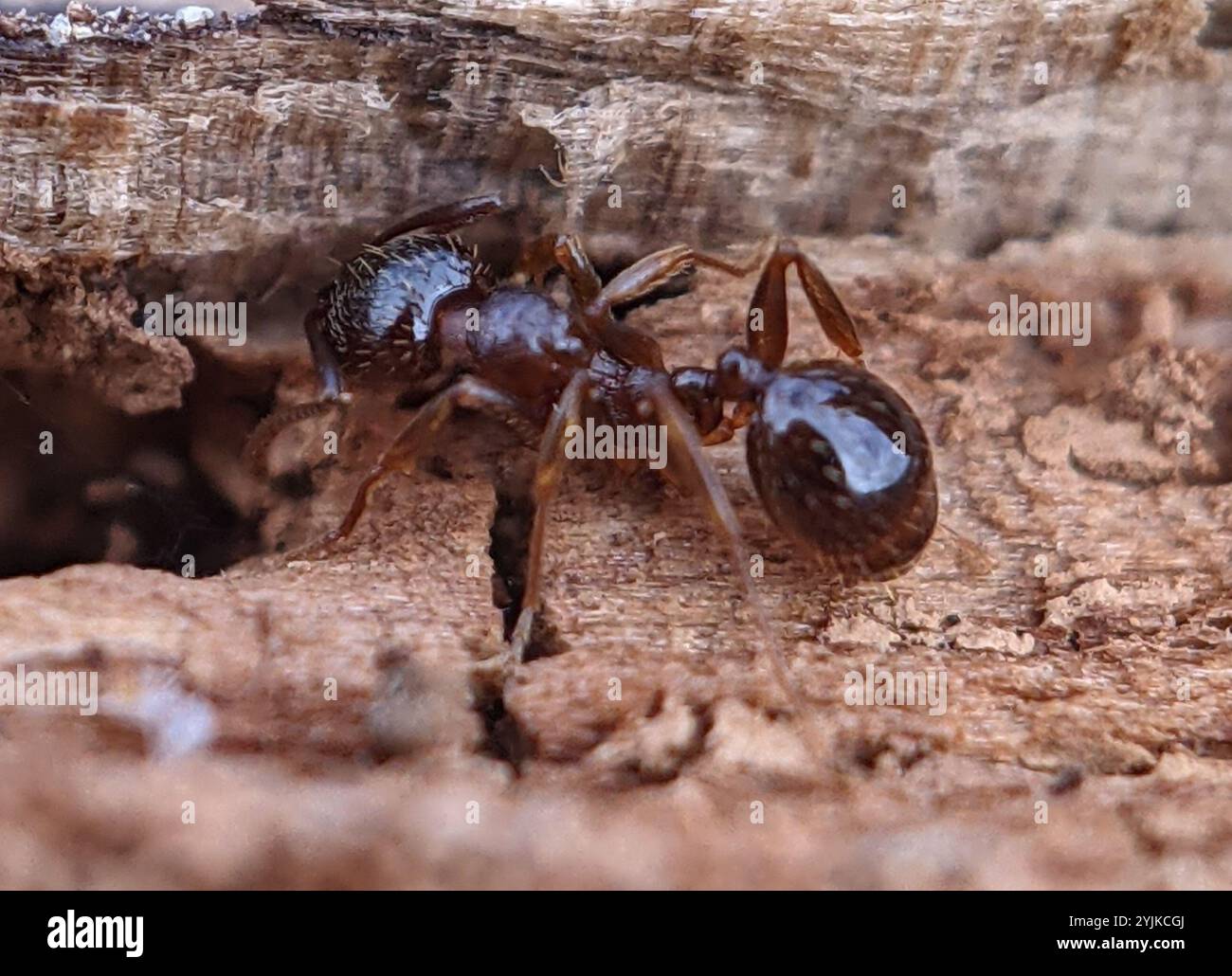 Western Collared Ant (Aphaenogaster occidentalis Stock Photo - Alamy