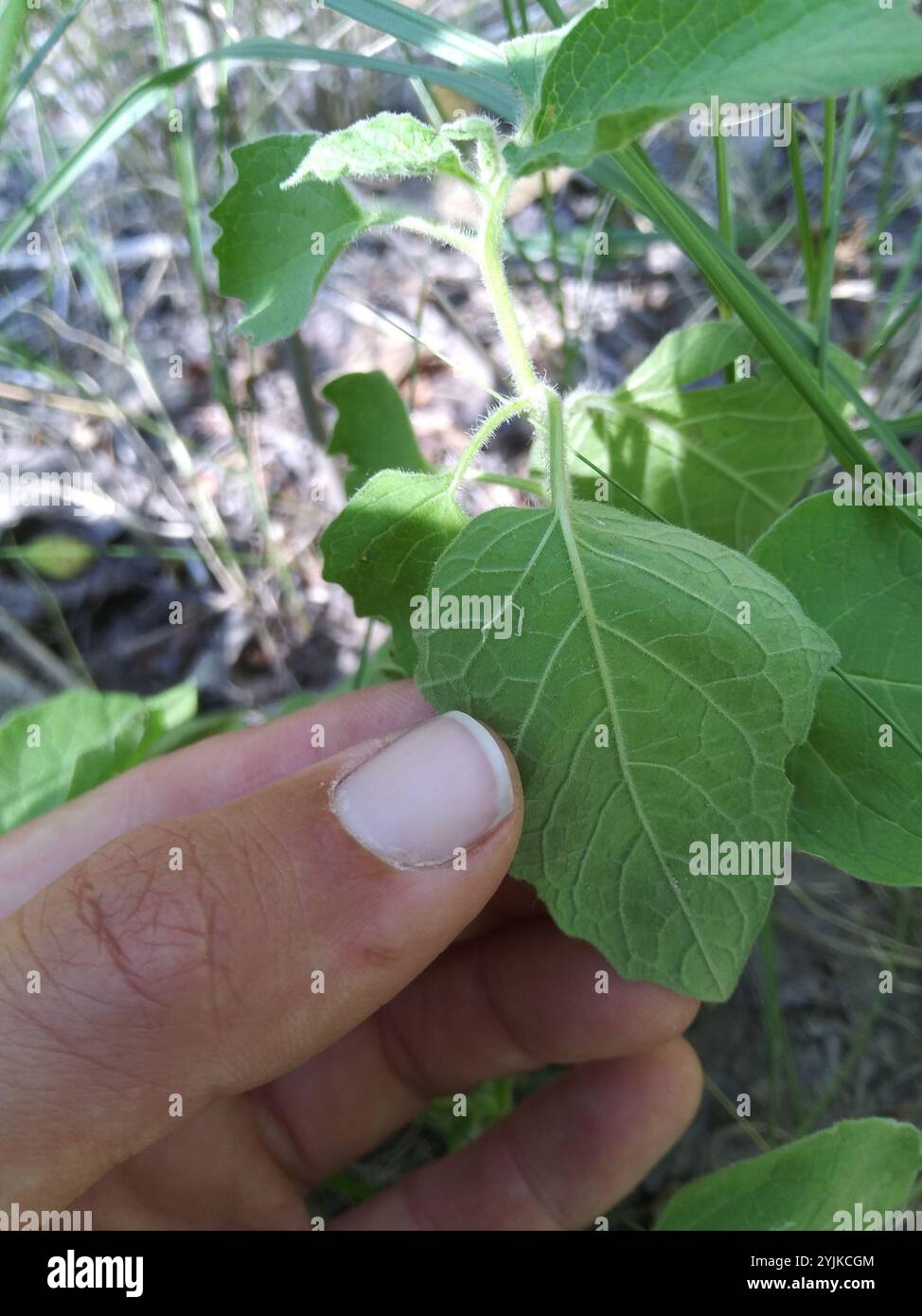 Physalis heterophylla hi-res stock photography and images - Alamy