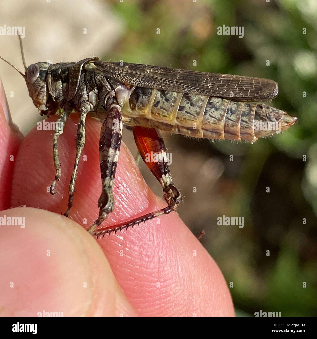 Pine tree Spur-throat Grasshopper (Melanoplus punctulatus Stock Photo ...