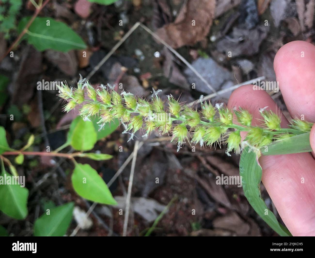 Southern Sandbur (Cenchrus echinatus Stock Photo - Alamy