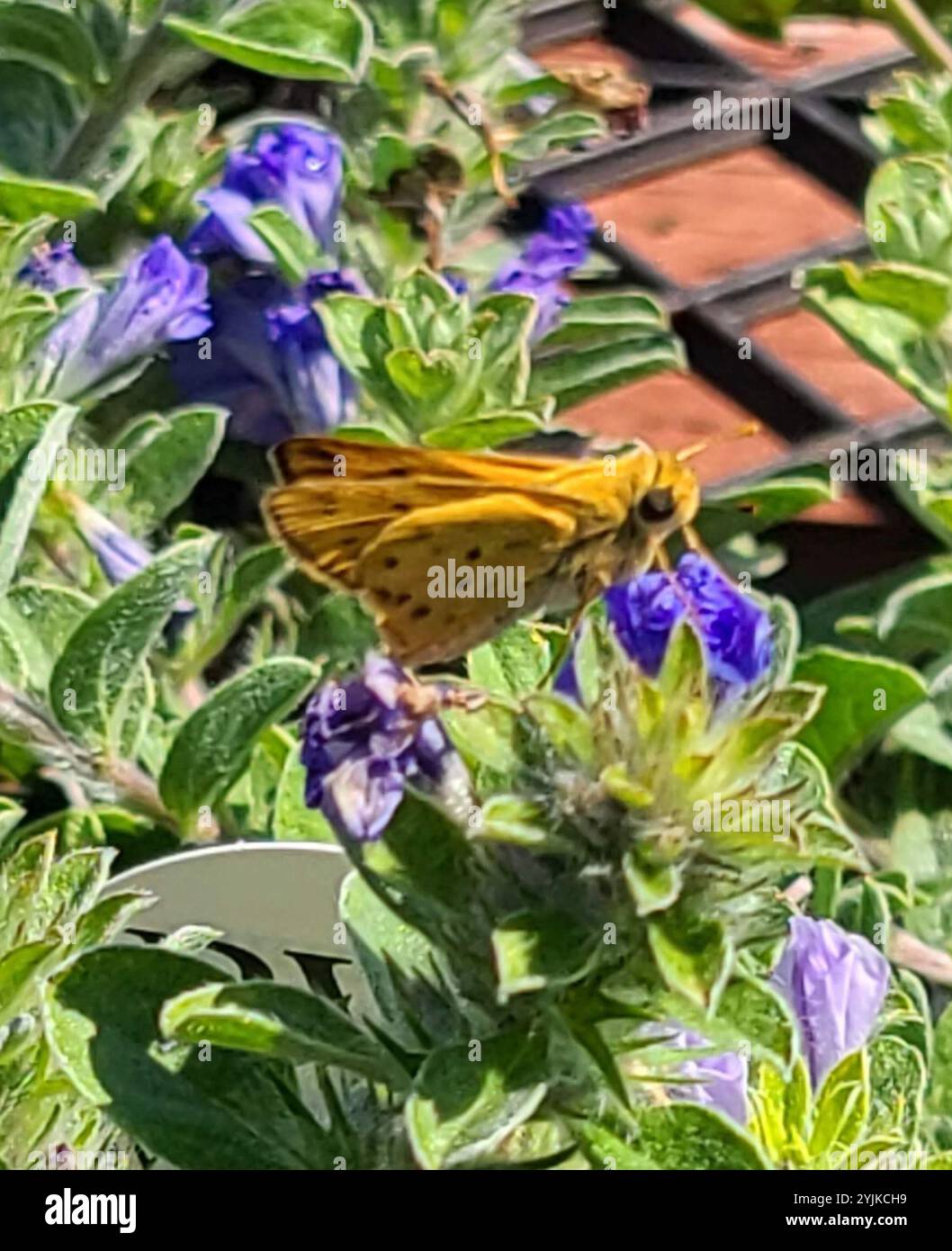 Fiery Skipper (Hylephila phyleus Stock Photo - Alamy