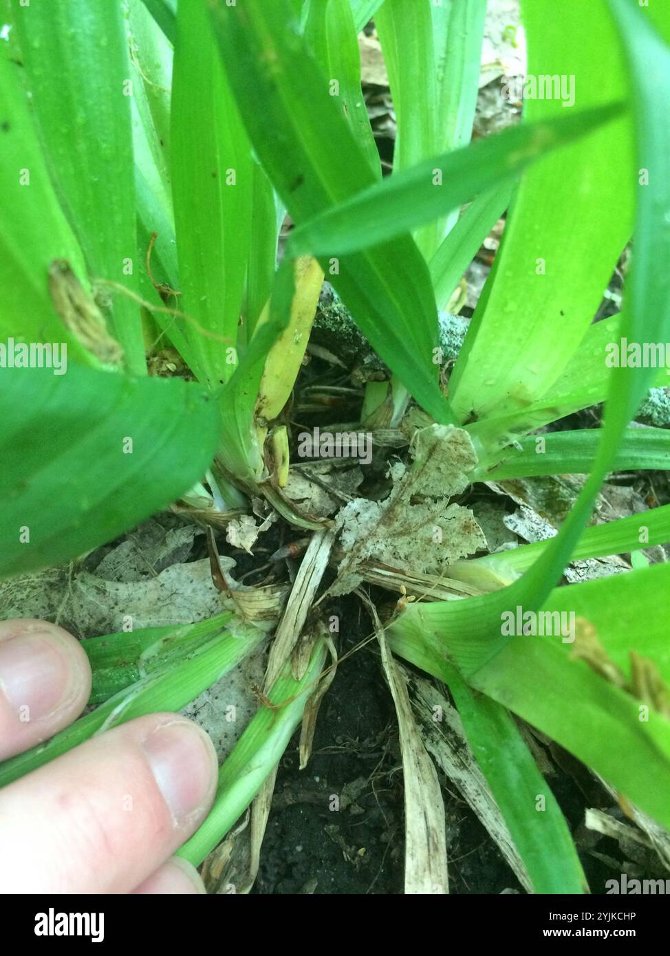 White Bear Sedge (Carex albursina Stock Photo - Alamy