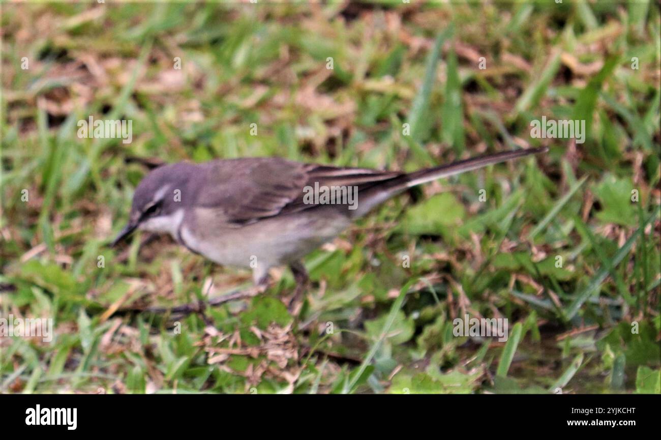 Cape Wagtail (Motacilla capensis Stock Photo - Alamy