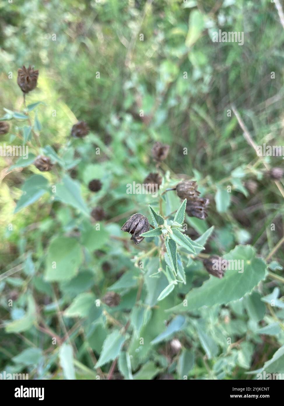 sweet Indian Mallow (Abutilon fruticosum Stock Photo - Alamy