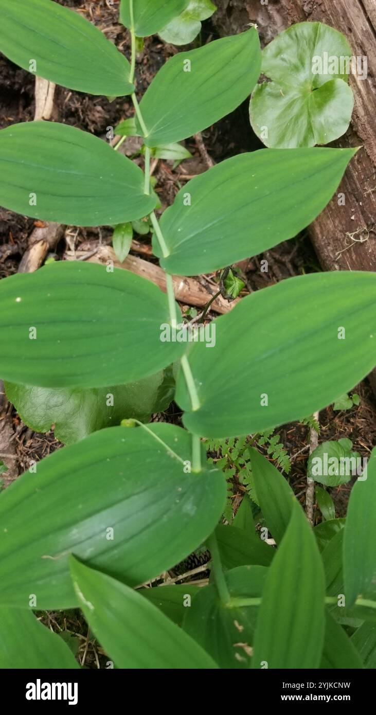 white twisted-stalk (Streptopus amplexifolius Stock Photo - Alamy