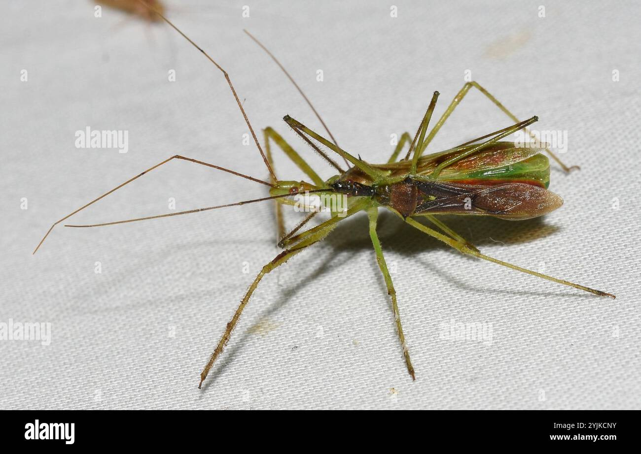 Pale Green Assassin Bug (Zelus luridus Stock Photo - Alamy