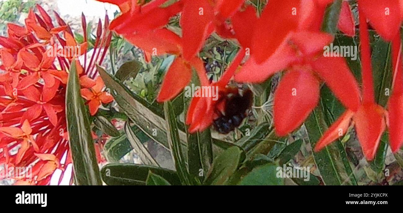Spiny-legged Stingless bee (Trigona spinipes Stock Photo - Alamy
