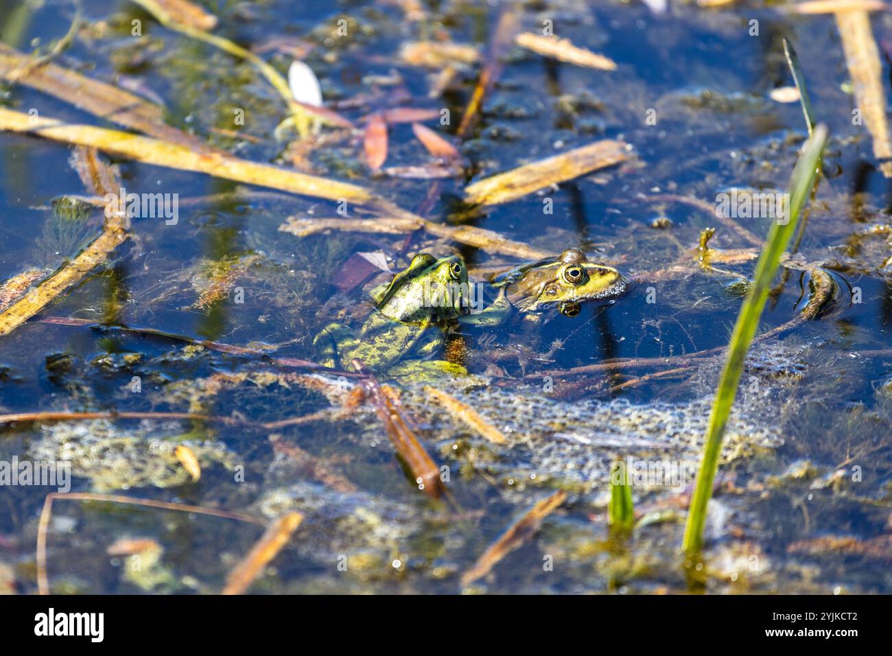 Amphibian mating behavior hi-res stock photography and images - Alamy