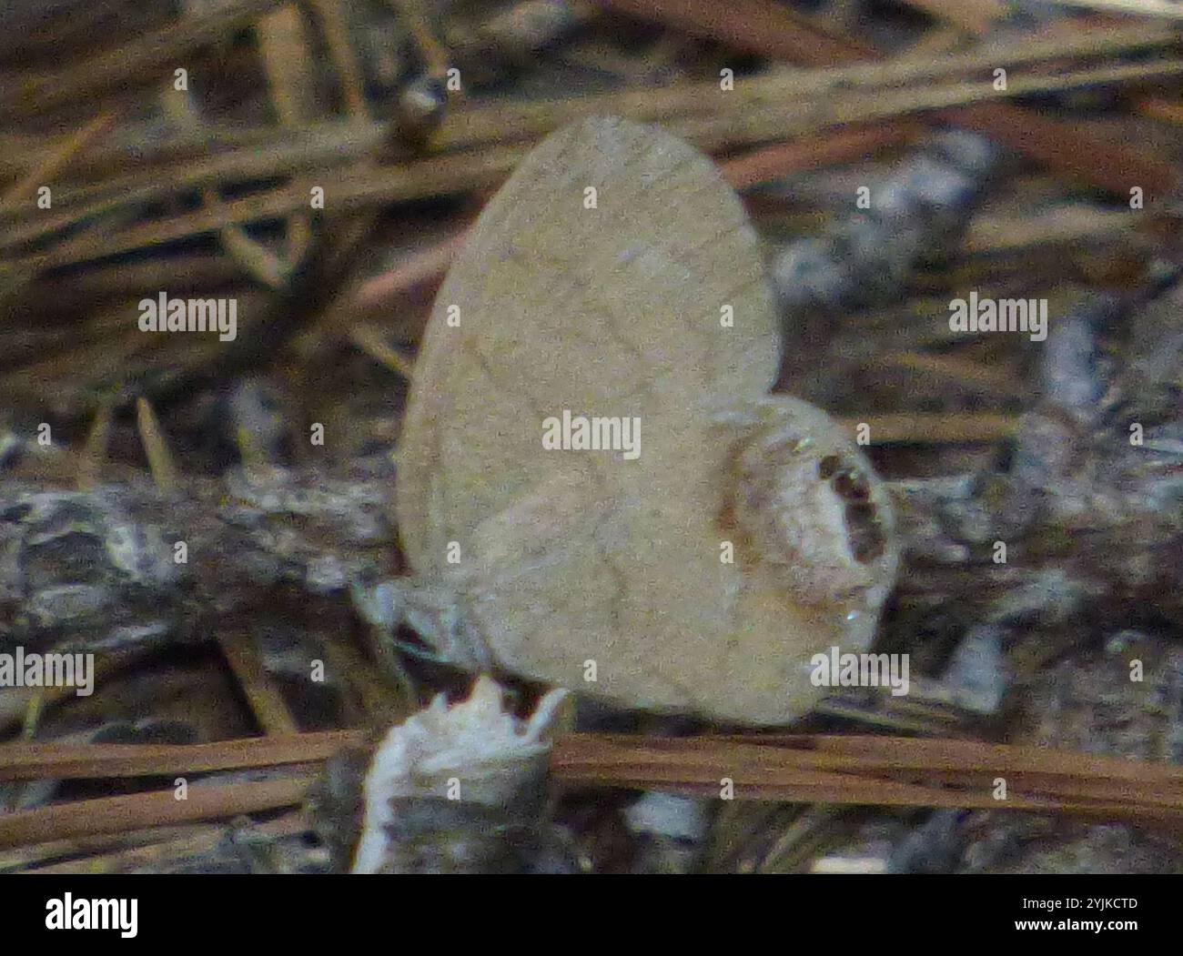 Eastern Gemmed-Satyr (Cyllopsis gemma Stock Photo - Alamy