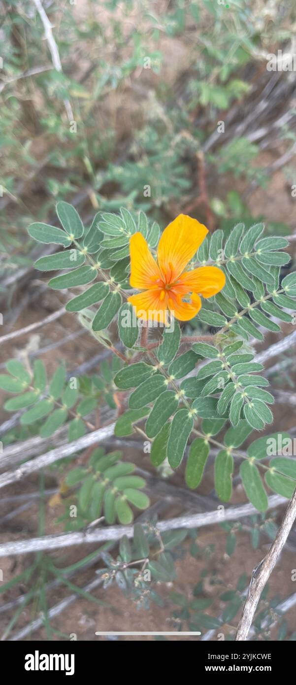 Arizona poppy (Kallstroemia grandiflora Stock Photo - Alamy