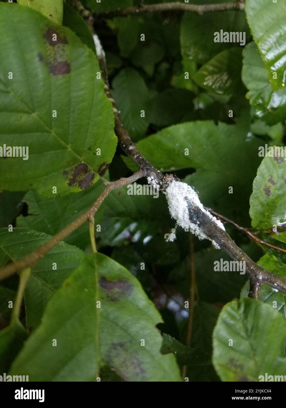 Woolly Aphids and Gall-making Aphids (Eriosomatinae Stock Photo - Alamy