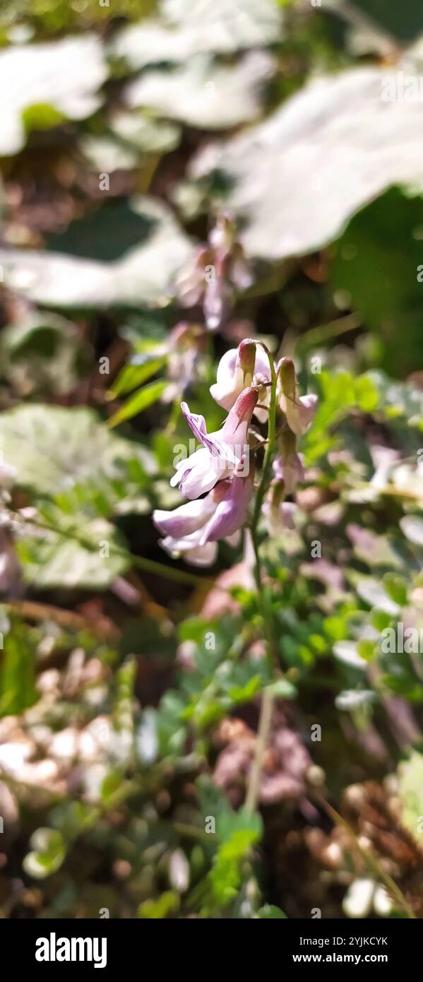 Wood Vetch (Vicia sylvatica Stock Photo - Alamy