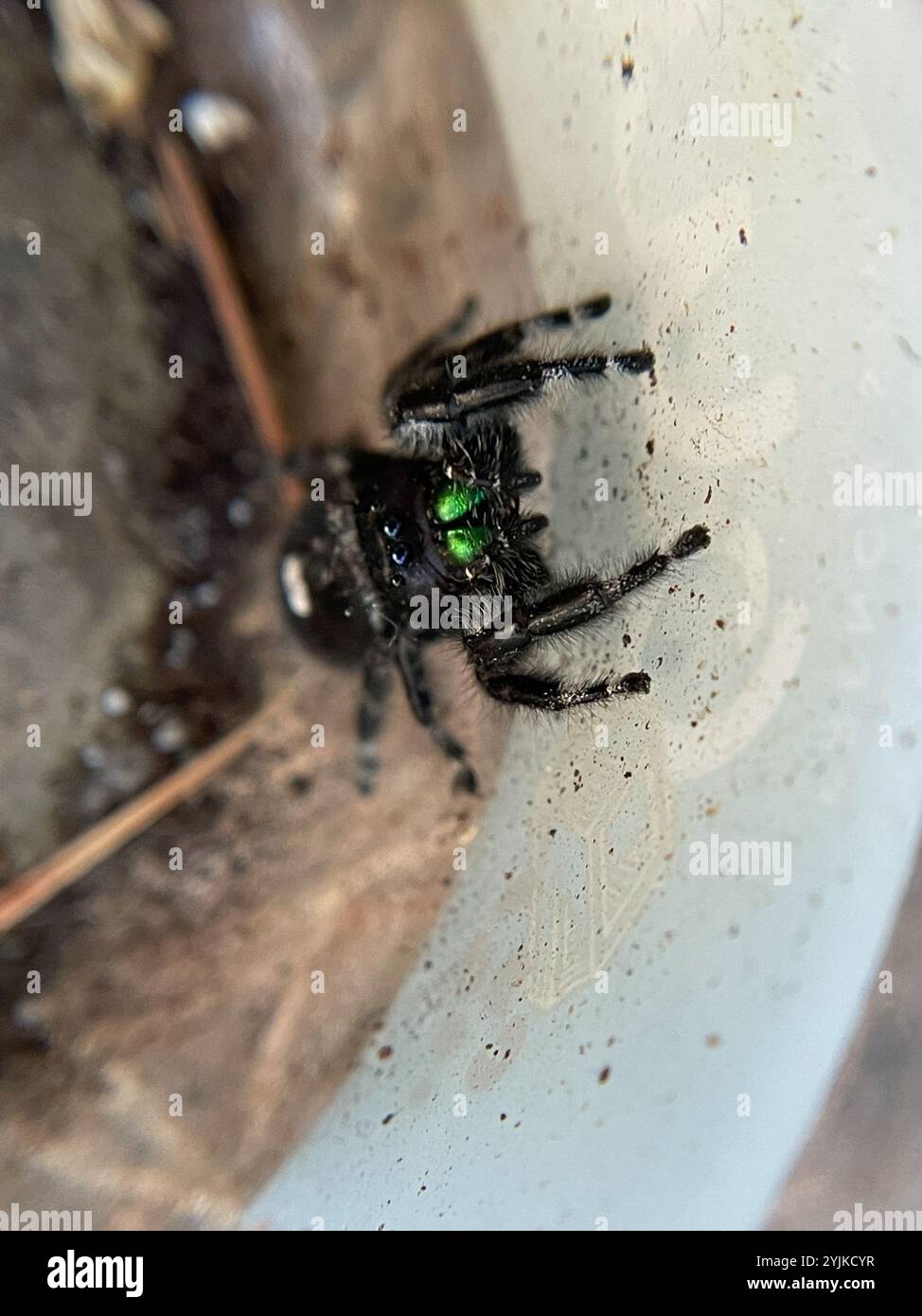 Bold Jumping Spider (Phidippus audax Stock Photo - Alamy