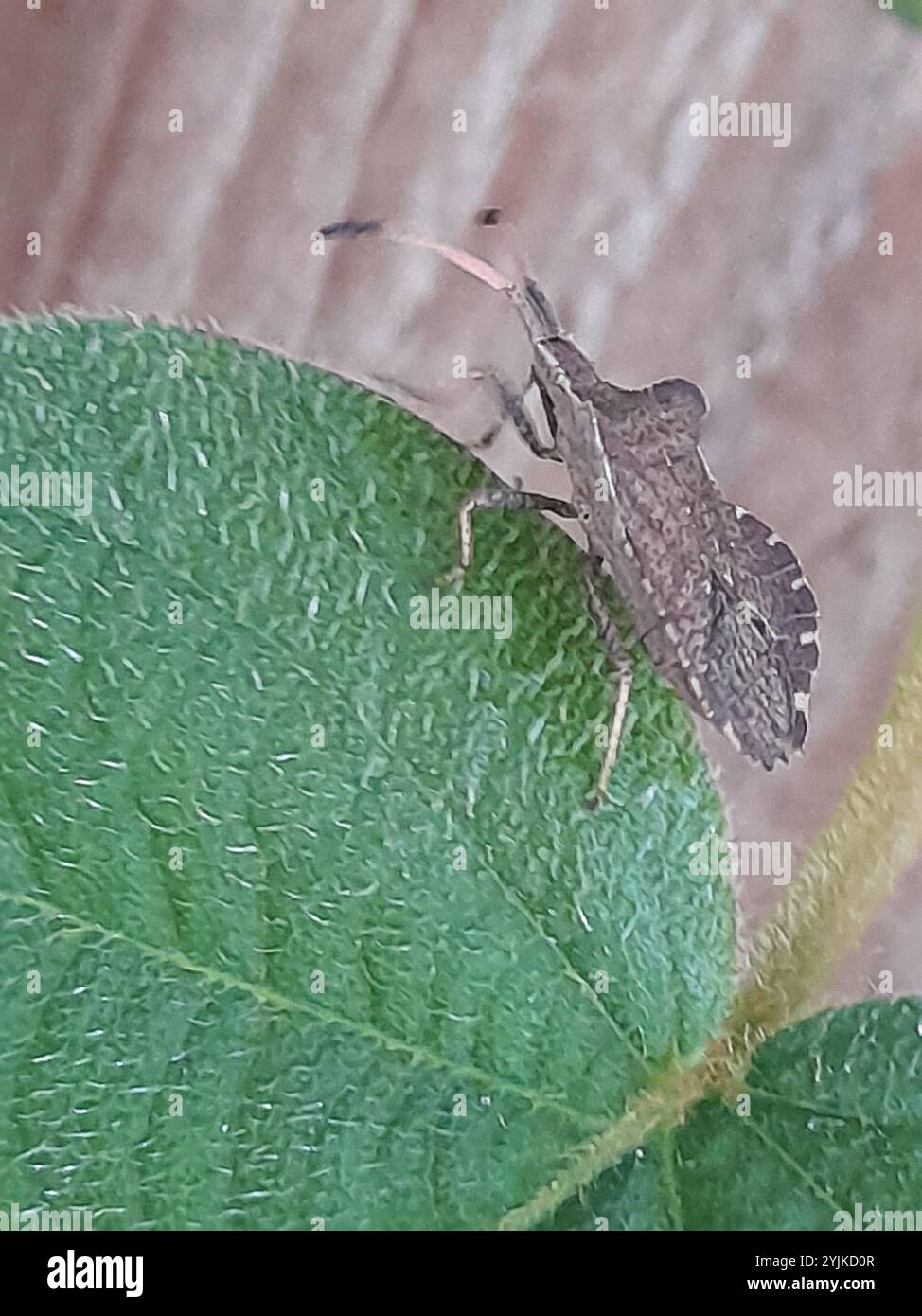 Enoplops hi-res stock photography and images - Alamy