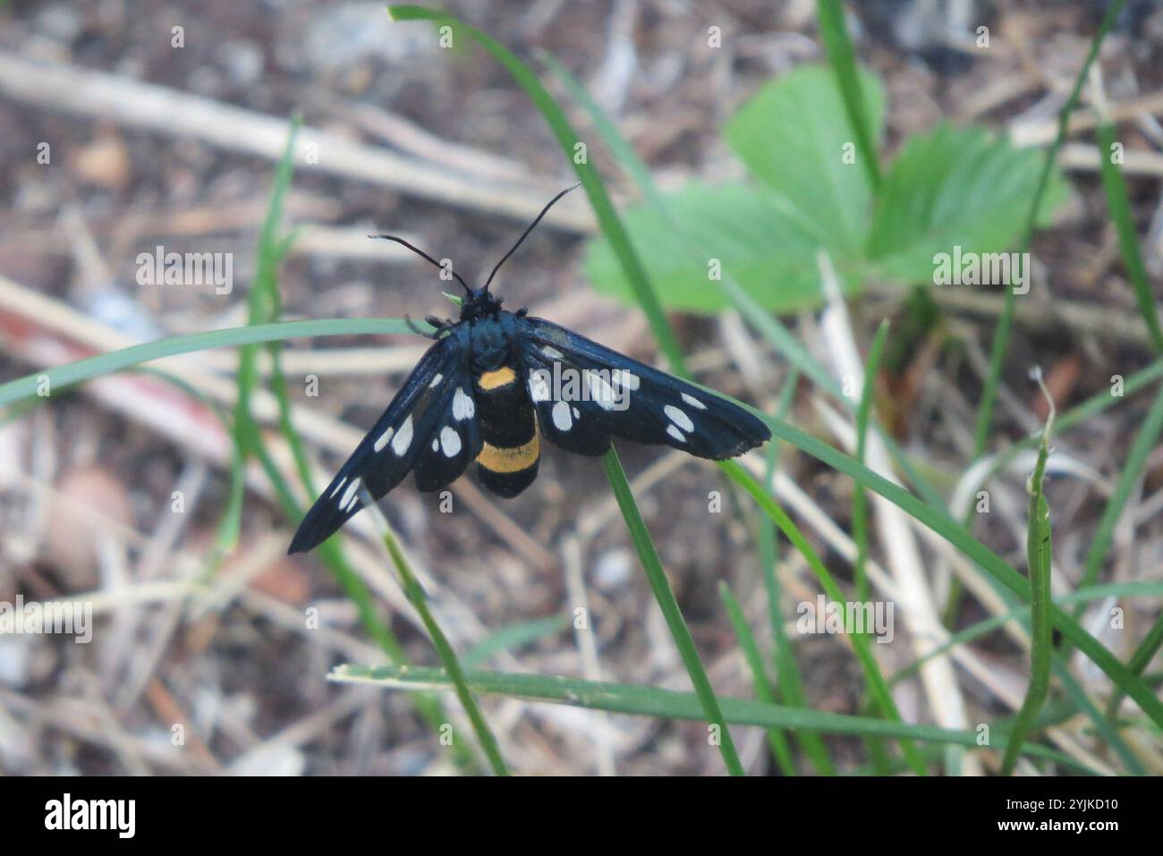 Nine-spotted Moth (Amata phegea Stock Photo - Alamy