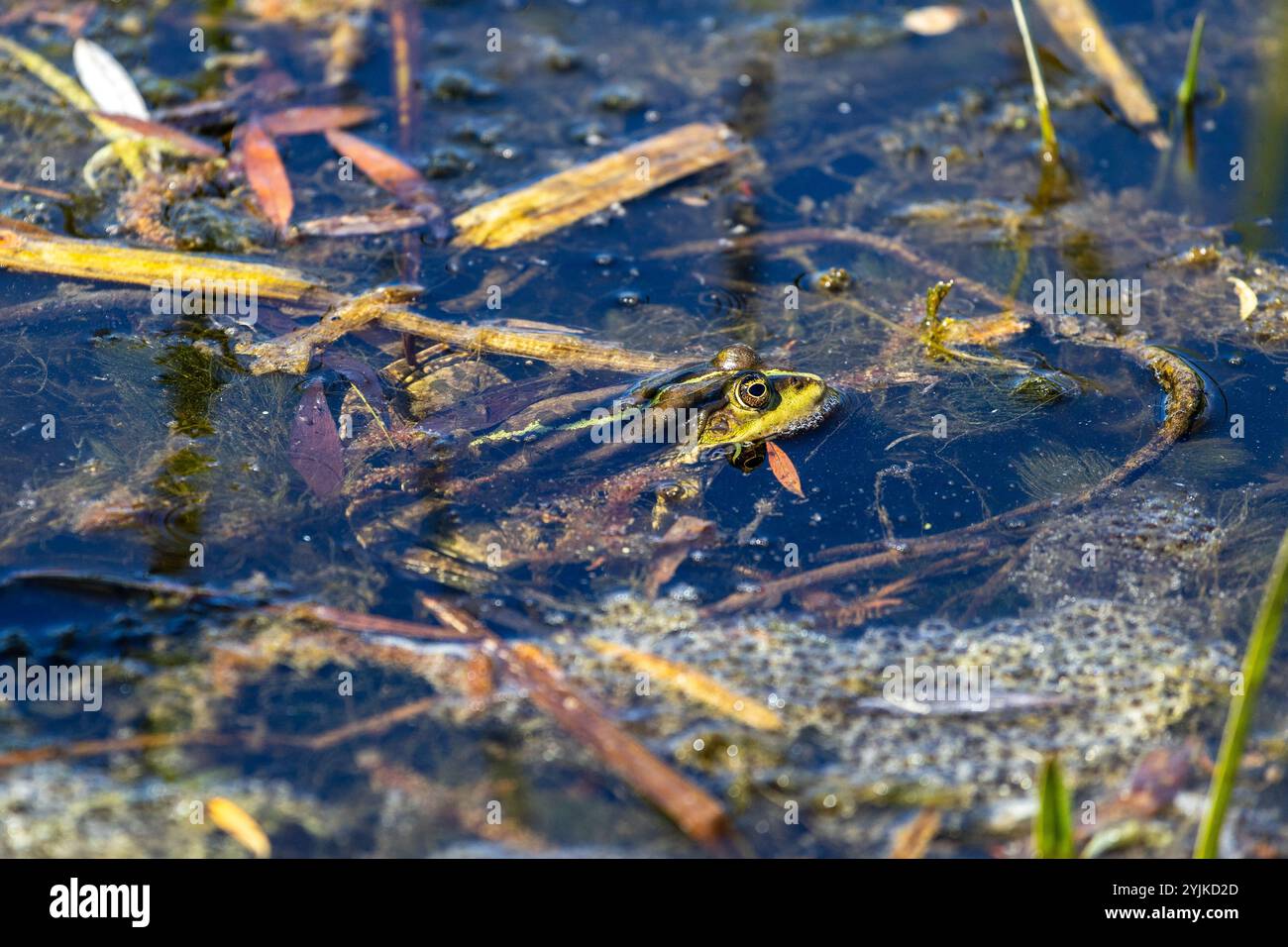 Toads, frogs mate in a pond, river, lake. Mating season for frogs. The ...