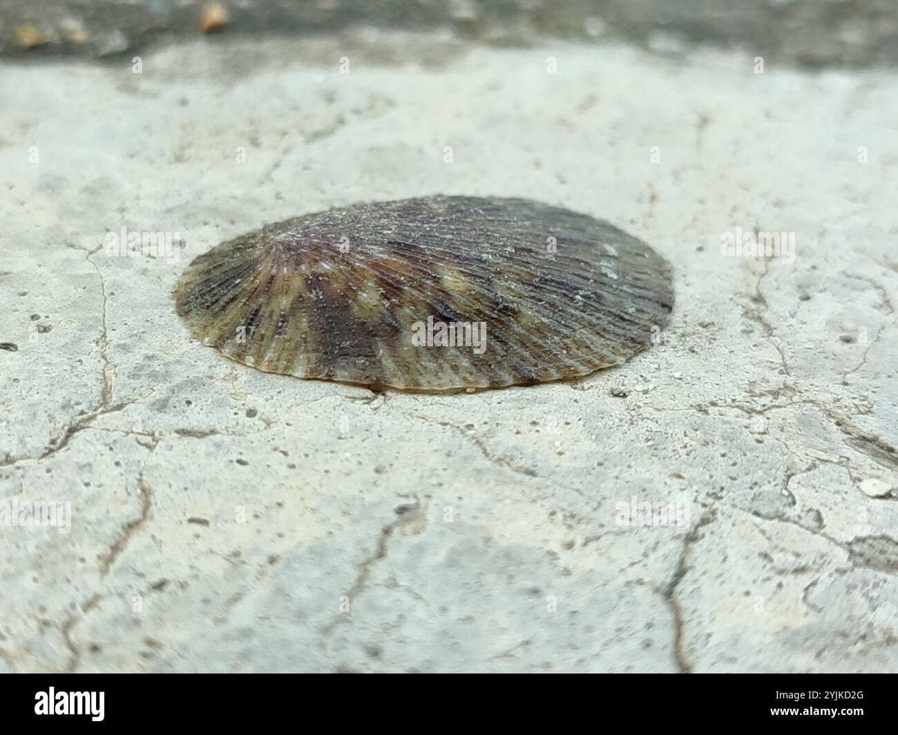 Cellana hi-res stock photography and images - Alamy