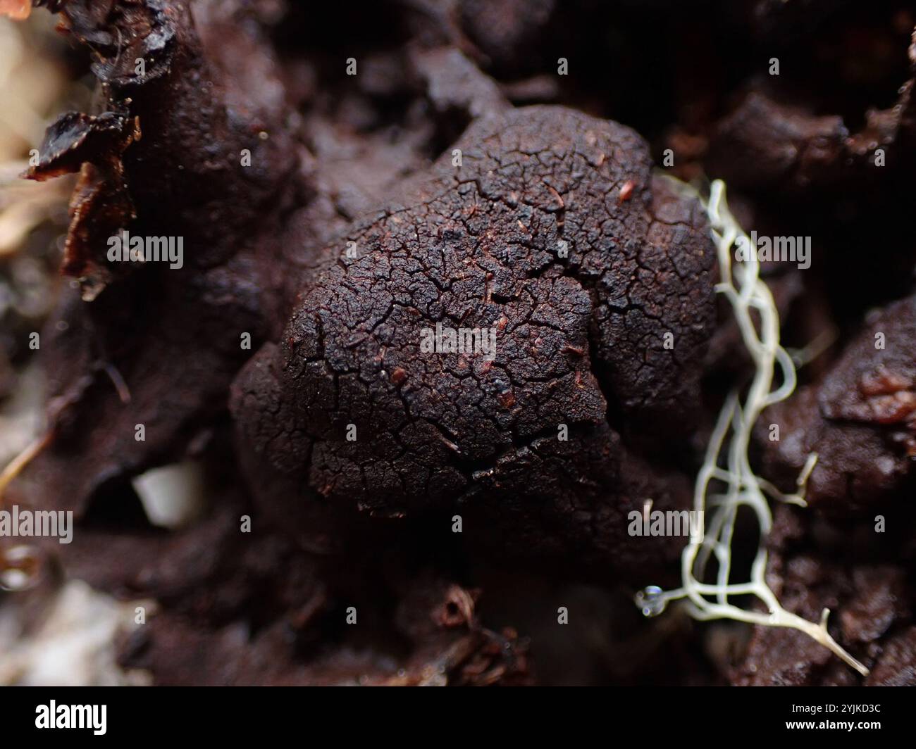 Ascomycete Fungi (Ascomycota Stock Photo - Alamy