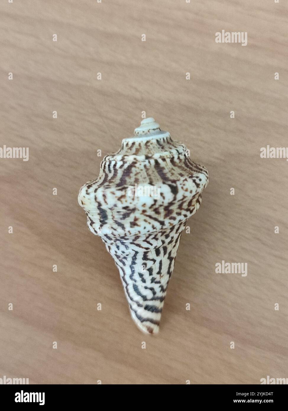 Harpago chiragra hi-res stock photography and images - Alamy