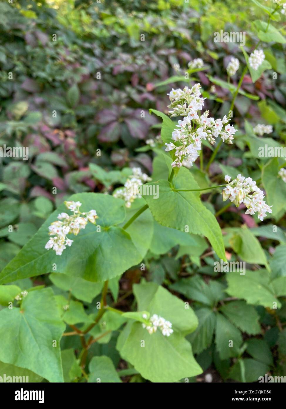 Common Buckwheat (Fagopyrum esculentum Stock Photo - Alamy