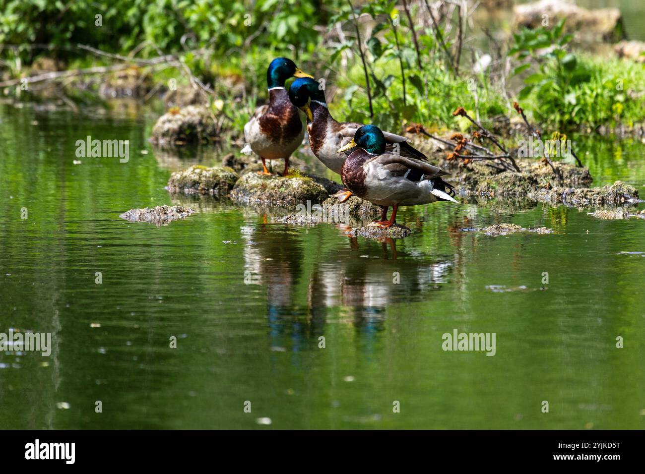 Ducks sleep, clean their feathers, eat algae. Ducks are beautifully ...