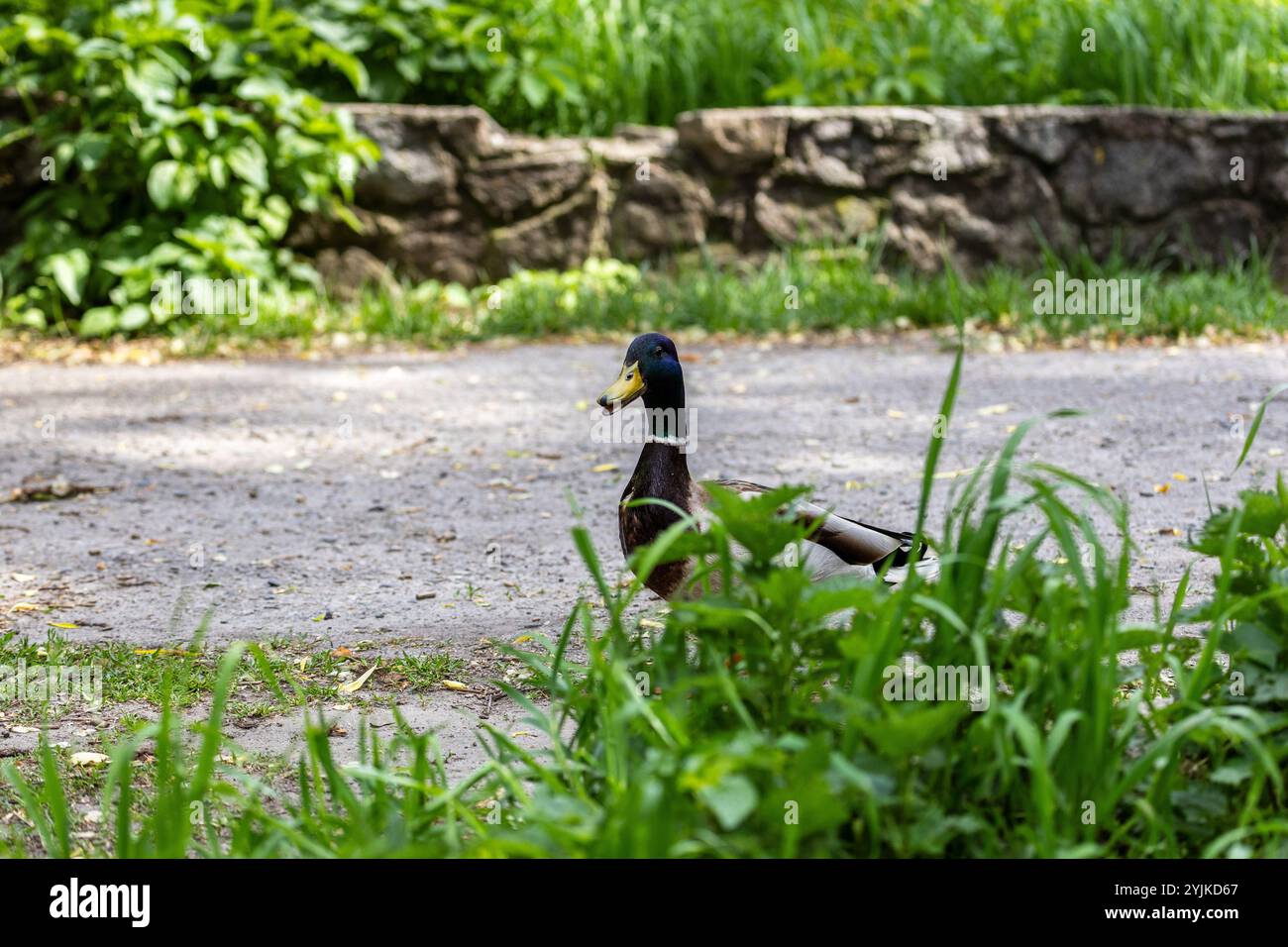Ducks sleep, clean their feathers, eat algae. Ducks are beautifully ...