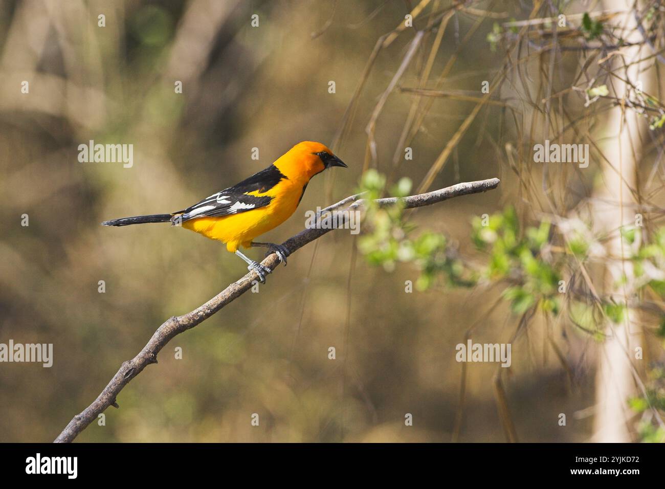 Salineno texas hi-res stock photography and images - Alamy