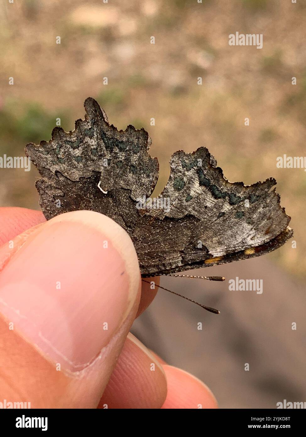 Green Comma (Polygonia faunus Stock Photo - Alamy