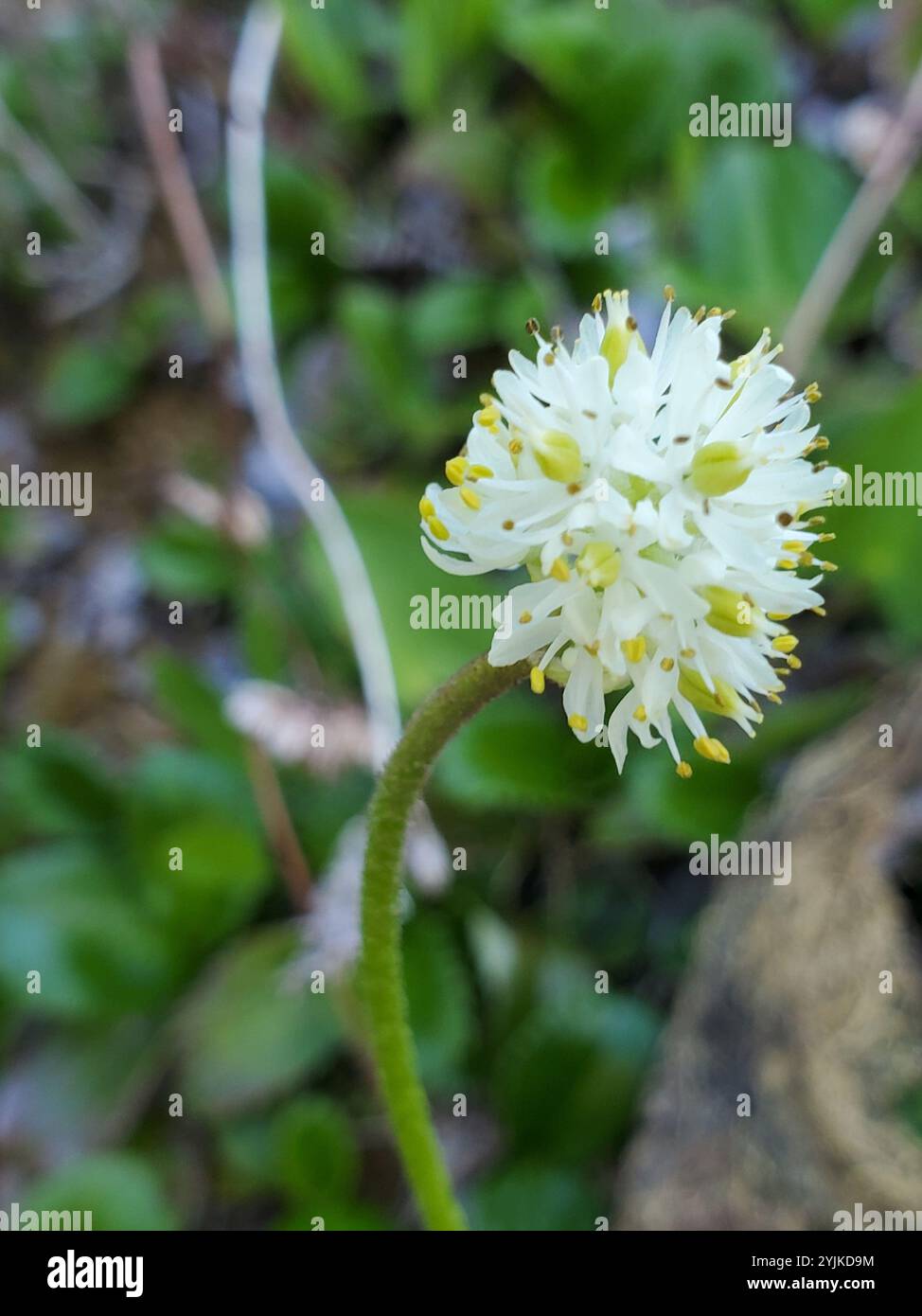 western false asphodel (Triantha occidentalis Stock Photo - Alamy