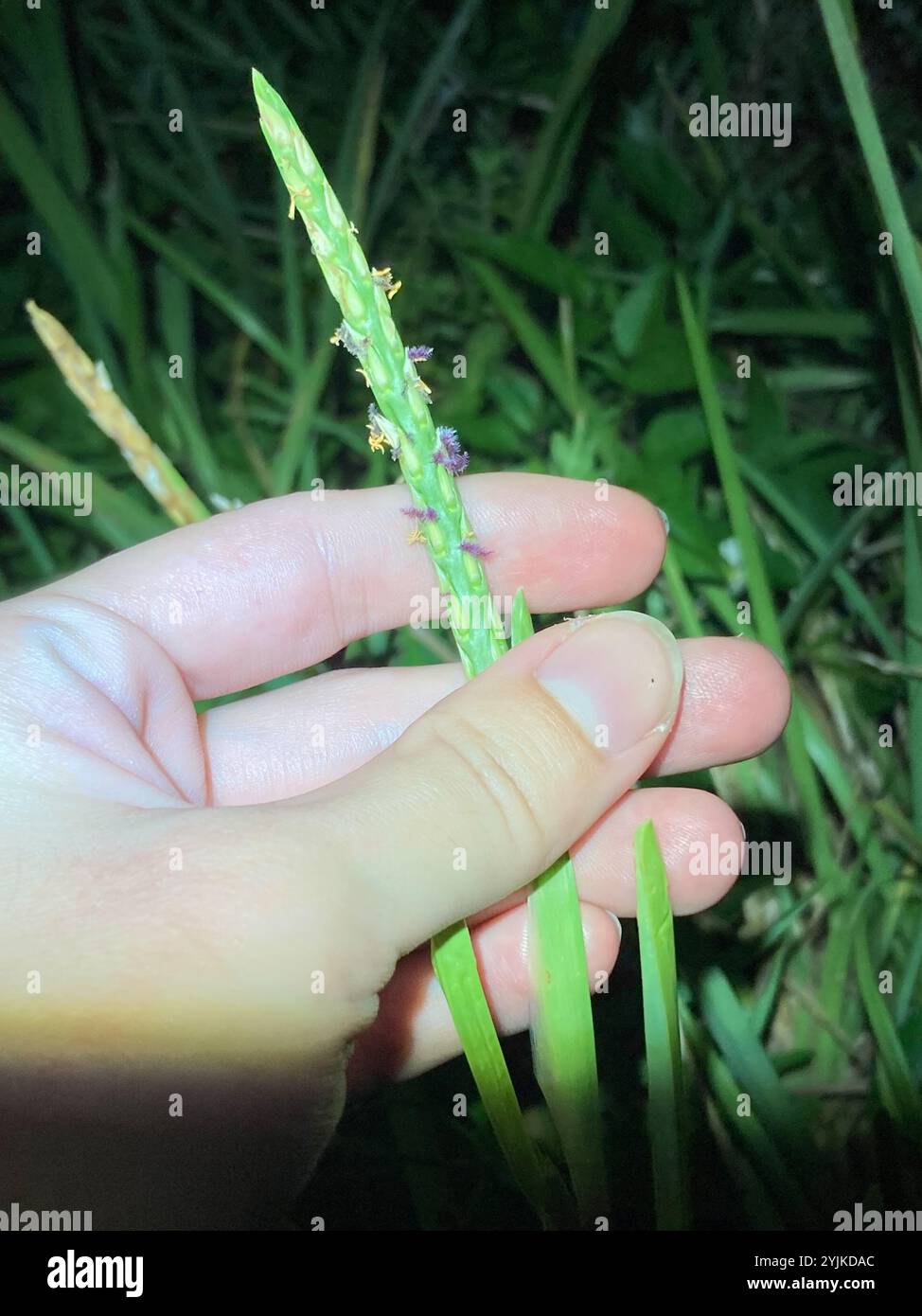 Stenotaphrum hi-res stock photography and images - Alamy