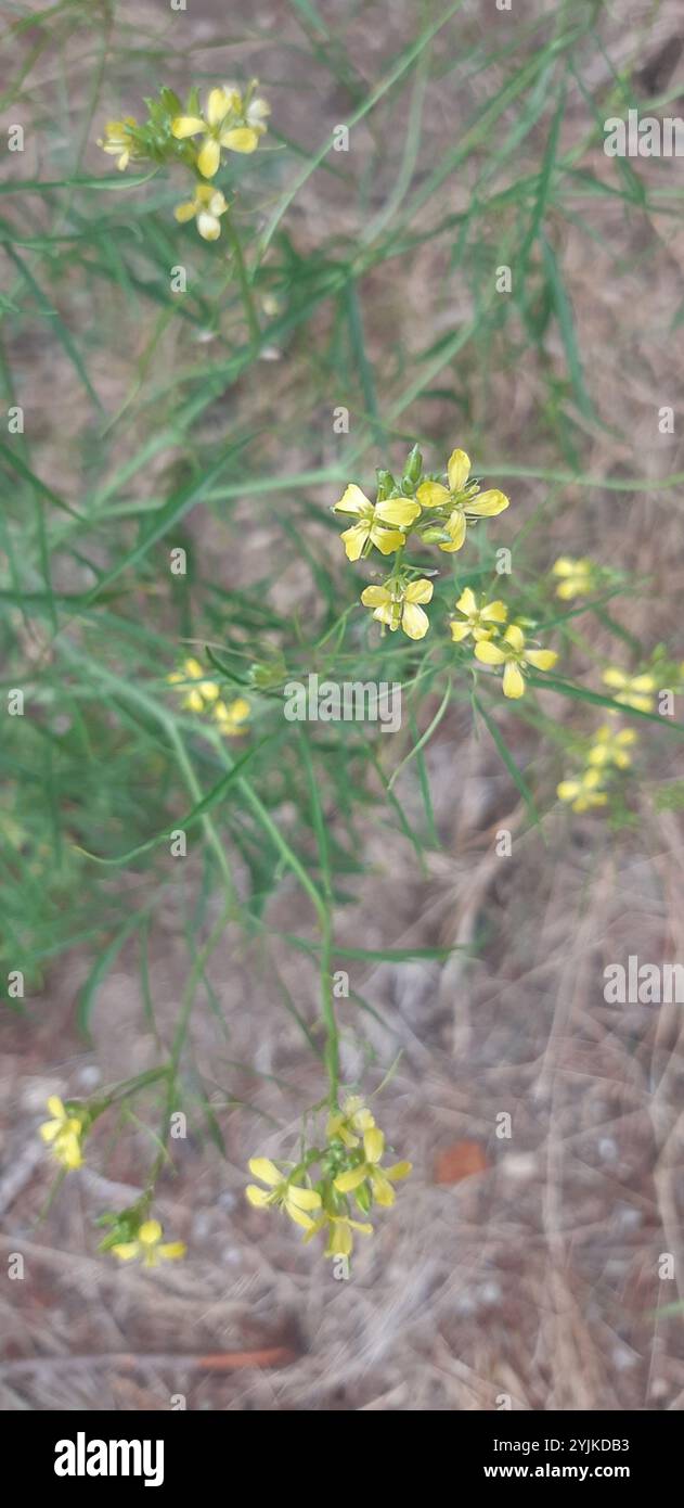 Tall Tumblemustard (Sisymbrium altissimum Stock Photo - Alamy